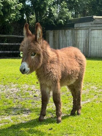 ≥ Mini - ezels te koop — Overige Dieren — Marktplaats