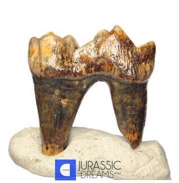 ≥ Gem Grade Ice Age Cave Bear (Ursus spelaeus) onderkaakmolaar ...