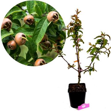≥ Mespilus Germanica Nottingham + pot 23cm — Planten | Fruitbomen ...