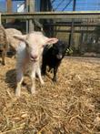 ≥ Geiten en Schapen - Marktplaats