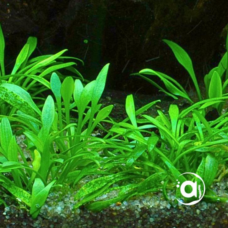 ≥ Cryptocoryne Parva — Vissen | Aquaria en Toebehoren — Marktplaats
